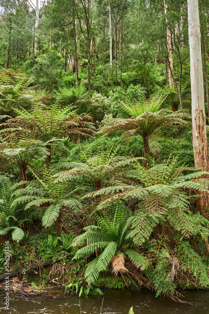 Australian Tree Ferns, Tree ferns are found growing in tropical and ...