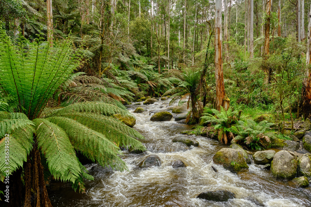 The Toorongo River is a perennial river of the West Gippsland catchment ...