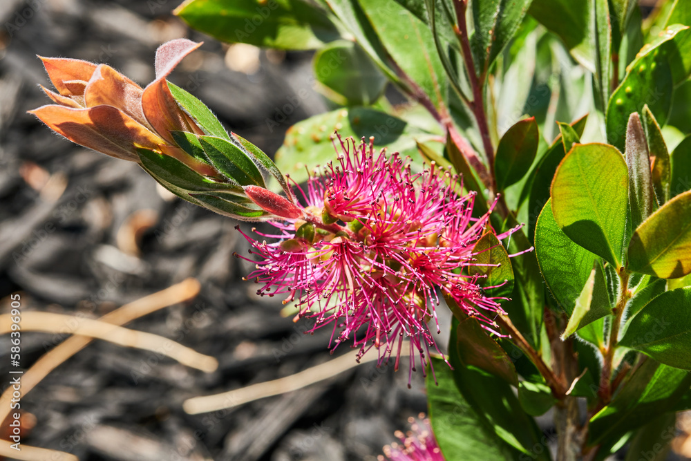 Callistemon species have commonly been referred to as bottlebrushes ...