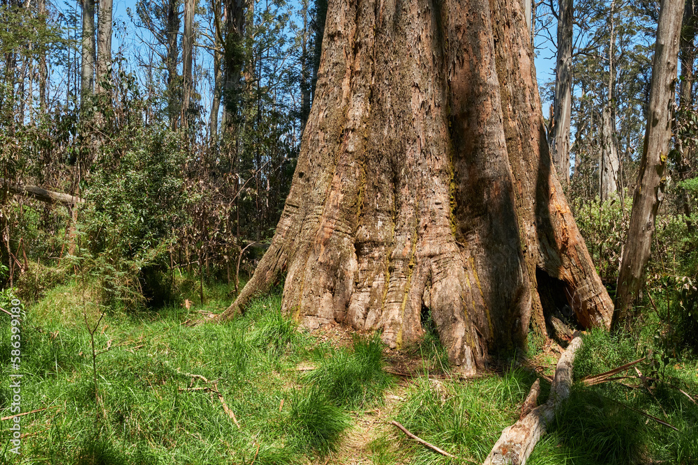 Mountain Ash Trees, and Manna Gums of the Black Spur ,Healesville ...