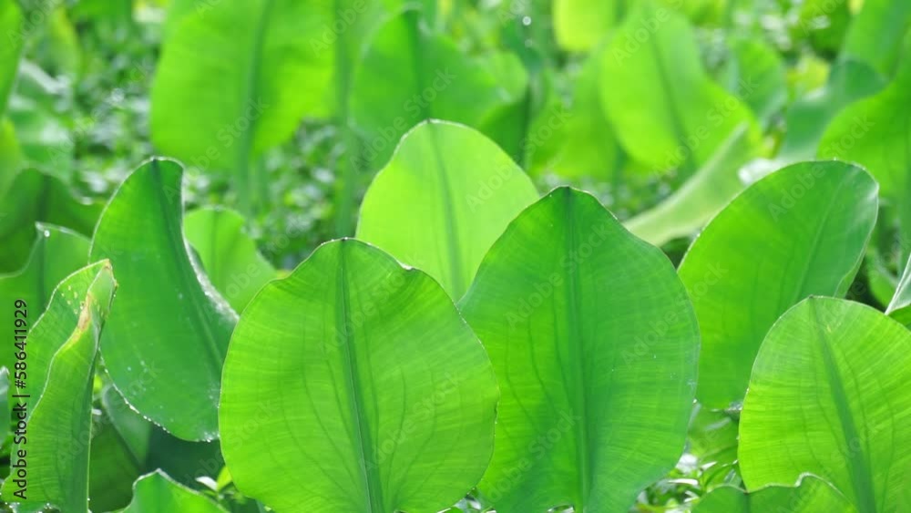 Limnocharis flava (Also known Genjer, kelayan, eceng, limnocharis ...