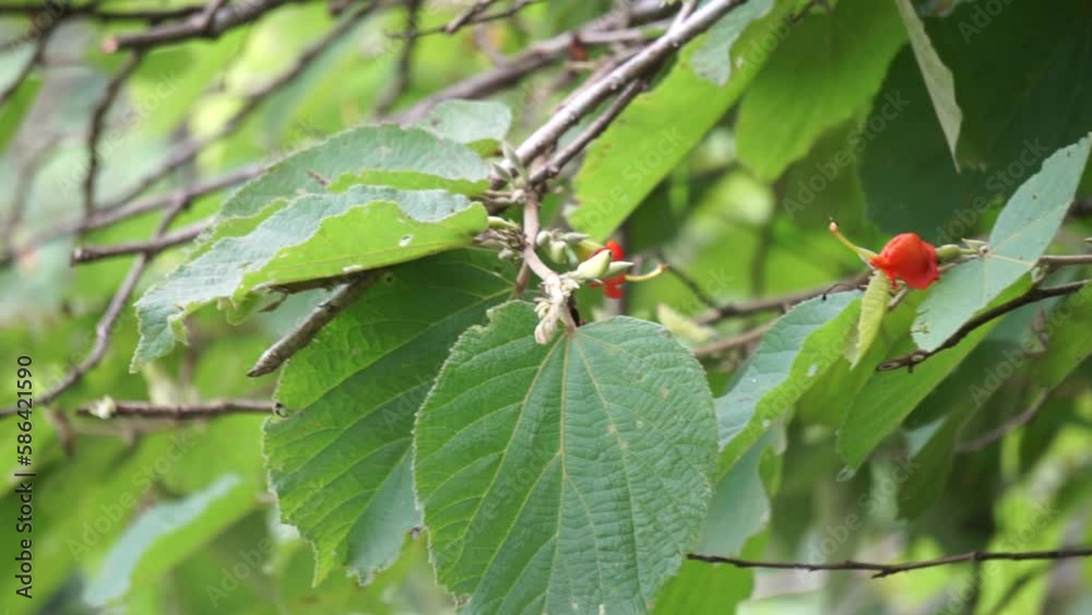 Helicteres isora (Also called the Indian screw tree, Idampiri valampiri ...