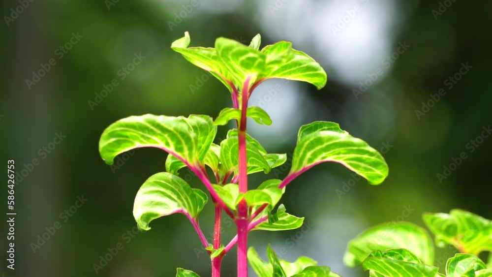 iresine herbstii (also known Iresine herbstii, Herbst's bloodleaf ...