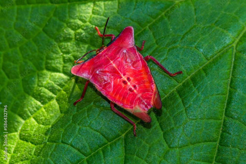 Any of several bugs in the true bug (hemipteran) family Pentatomidae ...