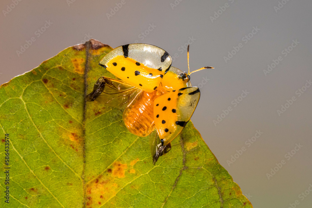 Charidotella sexpunctata, the golden tortoise beetle, is a species of ...