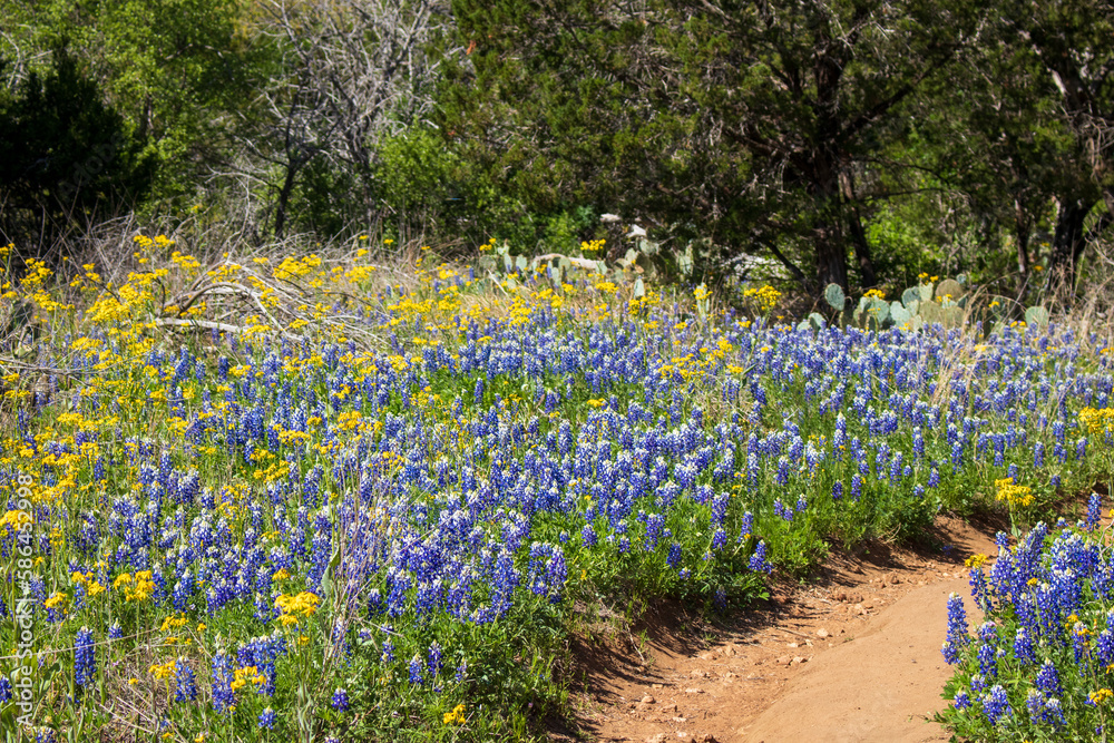 Texas Bluebonnets and yellow wildflowers in full bloom on a footpath on ...