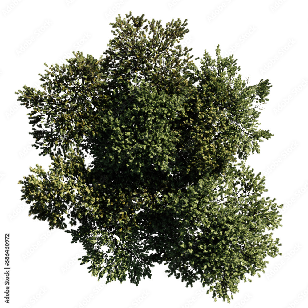 conifer tree from above, beautiful plant isolated on transparent ...