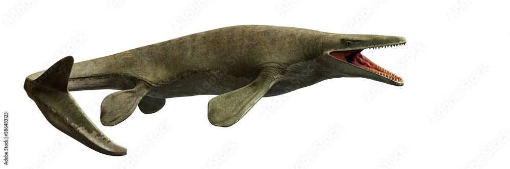 Mosasaurus, extinct marine reptile from the Late Cretaceous isolated on ...