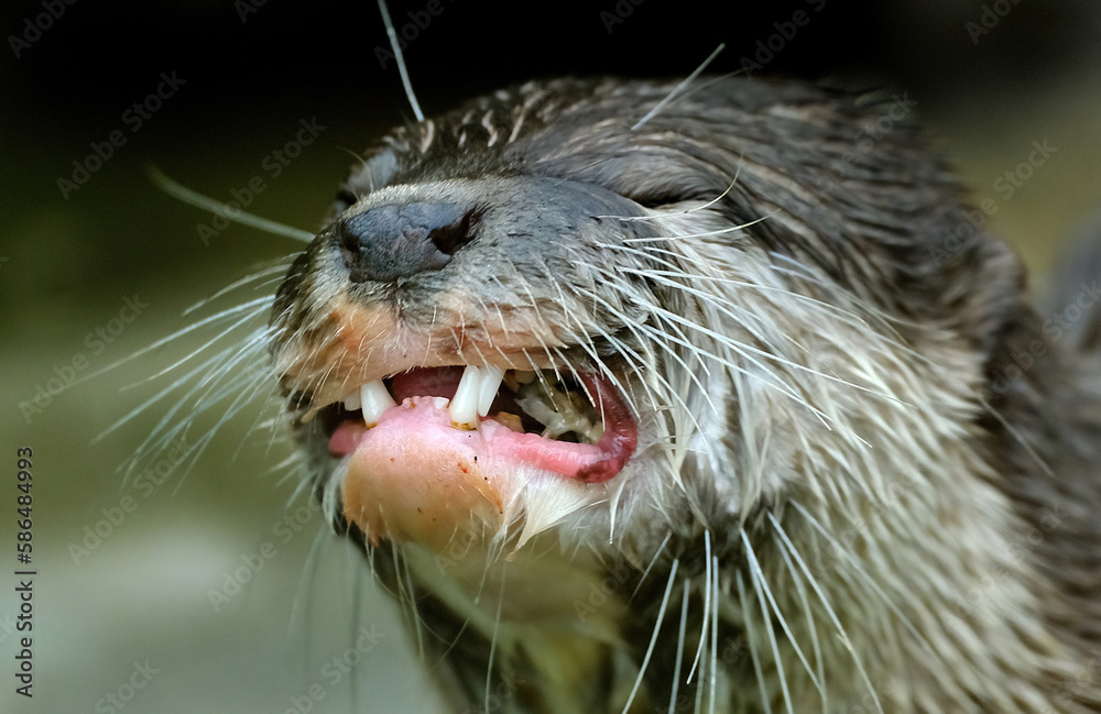 The Asian small-clawed otter, also known as the oriental small-clawed ...