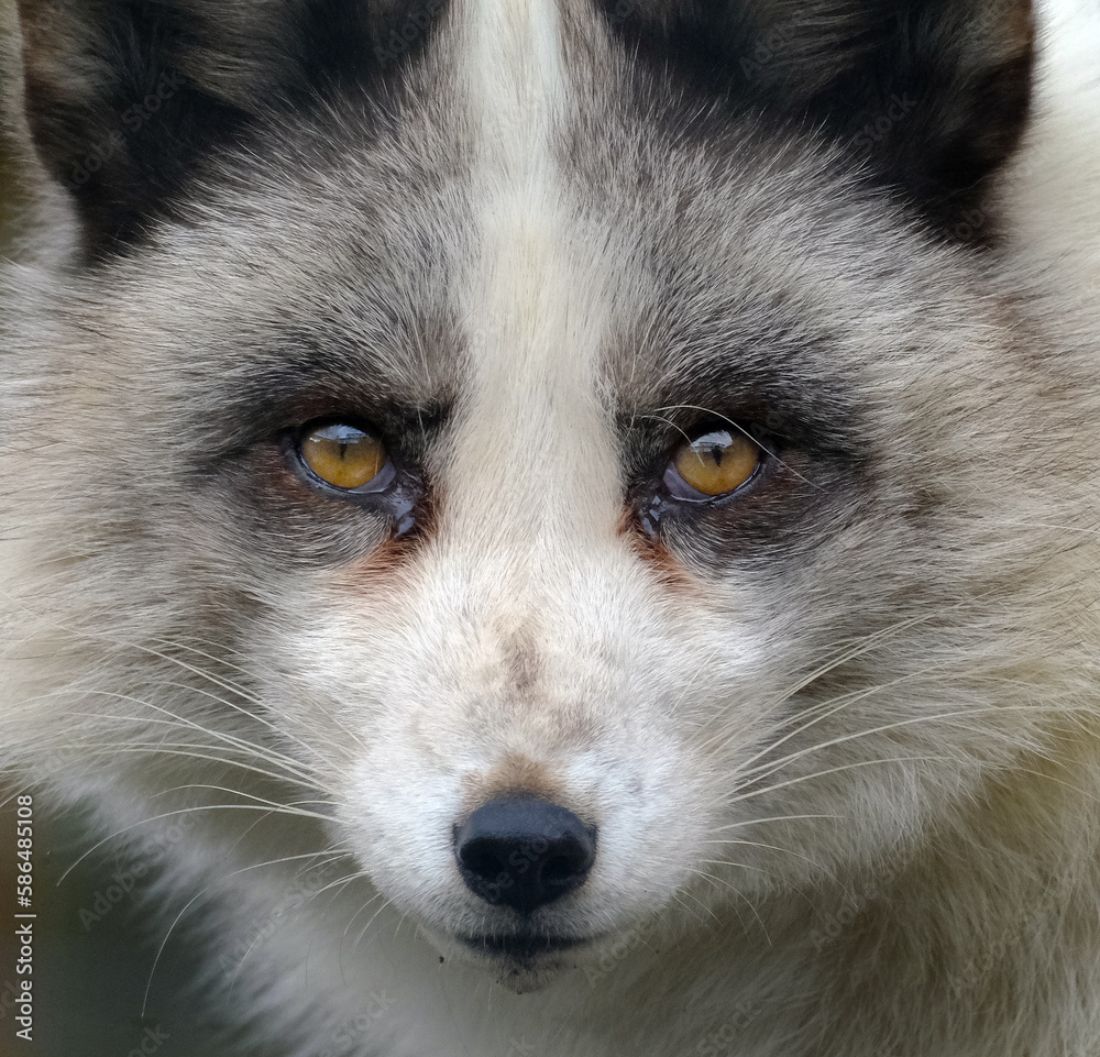 Platinum fox (a colour variation of the silver fox) that was recognized ...