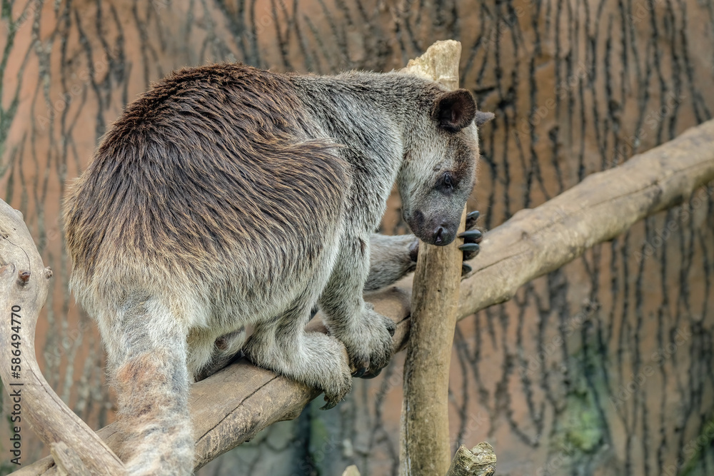 Grizzled Tree Kangaroo