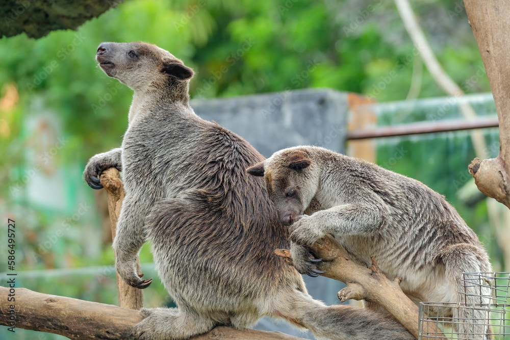 Grizzled Tree Kangaroo