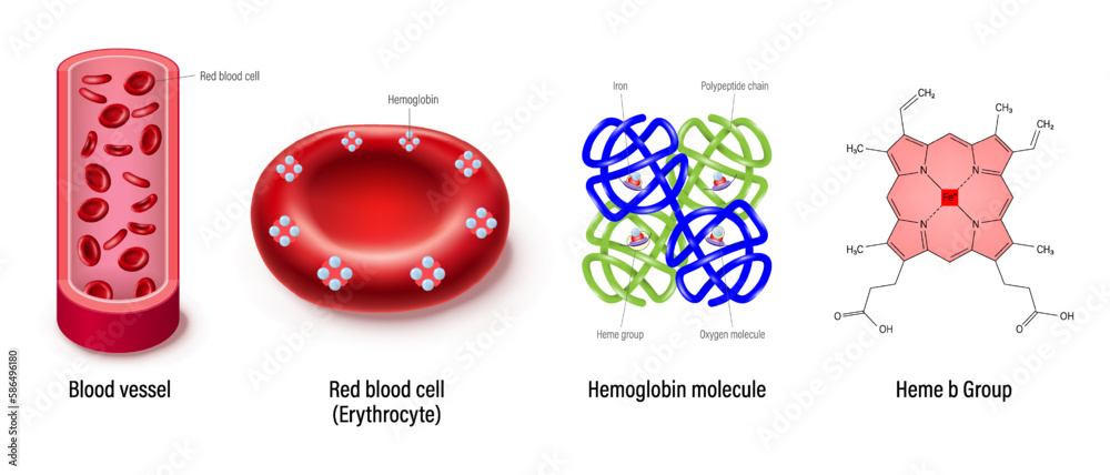 Structure of blood vessel, red blood cell, hemoglobin molecule and Heme ...
