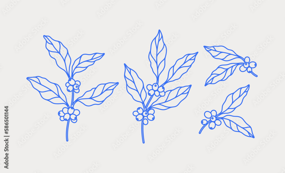 Hand-drawn coffee tree branches. Line art. Vector illustration for ...