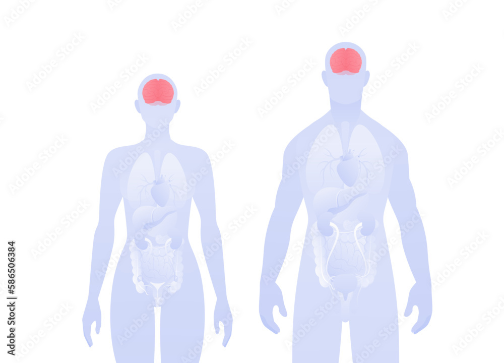 Human inner organ infographic. Vector flat healthcare illustration ...