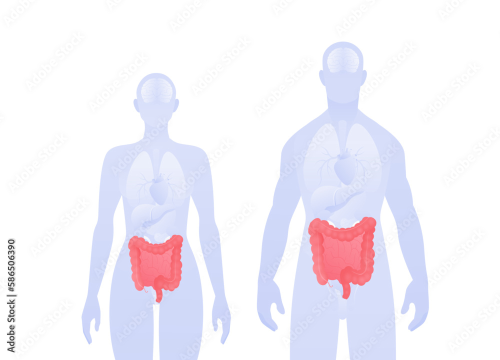 Human inner organ infographic. Vector flat healthcare illustration ...