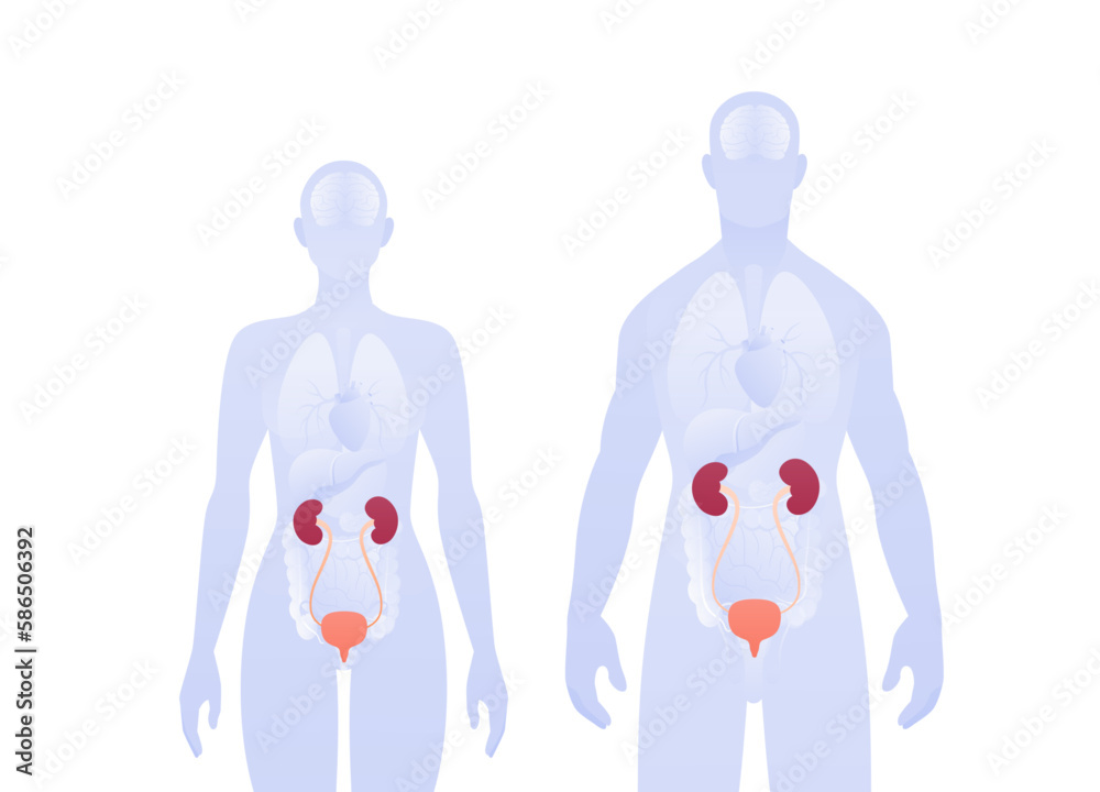 Human inner organ infographic. Vector flat healthcare illustration ...