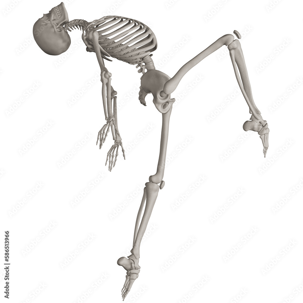 skeleton posing 3d render illustration with transparent background ...
