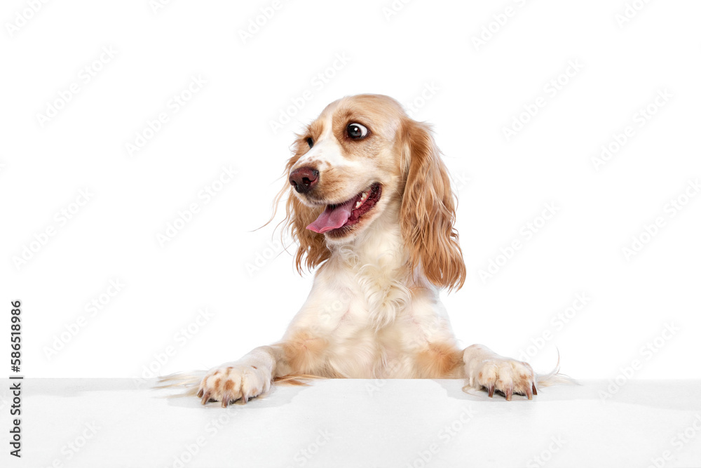 Studio image of attractive, cute, lovely dog, english cocker spaniel ...