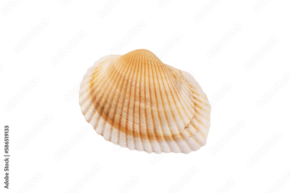 Seashell isolated on transparent background. Seashell for you design ...