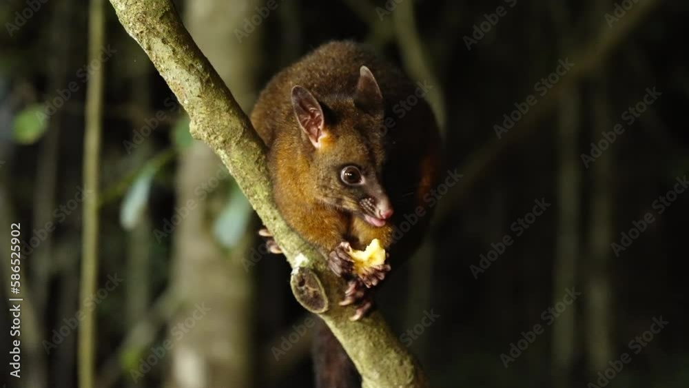 a night shot of a coppery brushtail possum climbing on a vine and ...