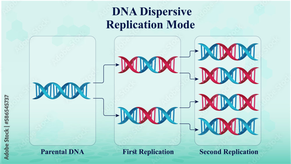 Molecular Mechanisms of DNA Replication: Dispersive Mode Stock Vector ...
