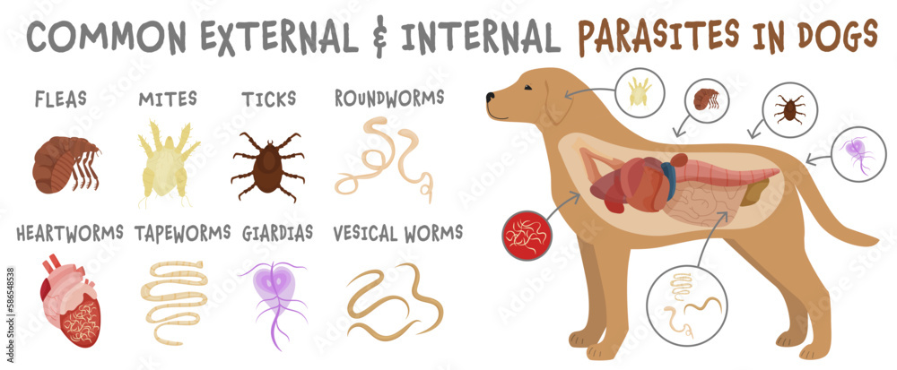 Common external and internal parasites in dogs. Stock Vector | Adobe Stock