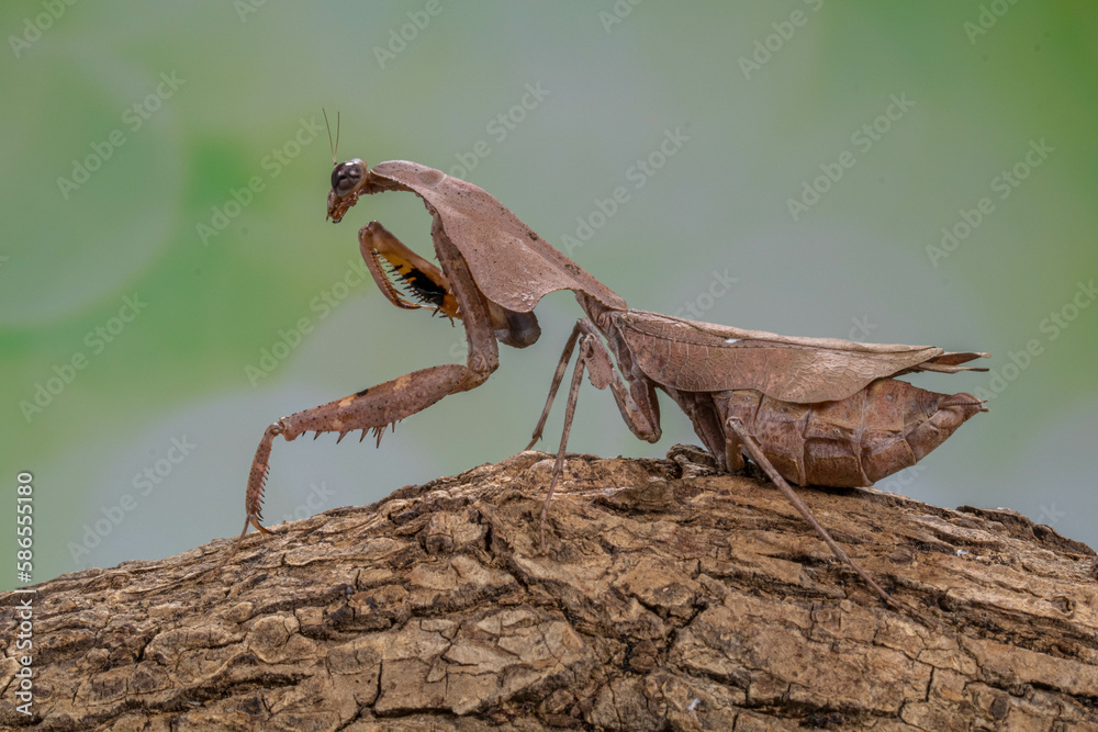 Dead leaf mantis is a common name given to various species of praying ...