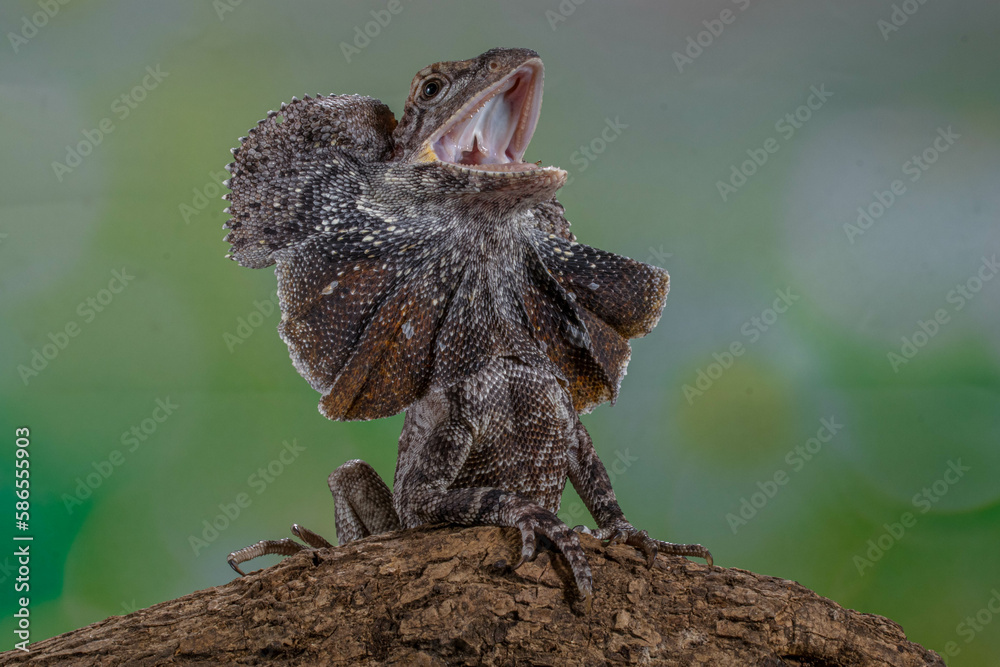 The frilled lizard (Chlamydosaurus kingii), also known as the frillneck ...