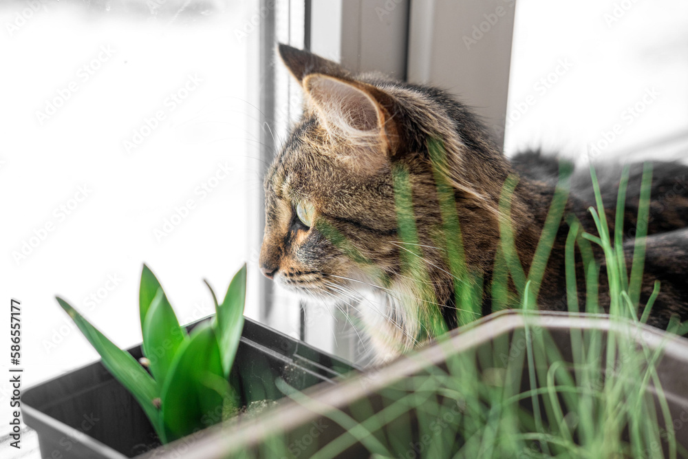 Bird Attack Cat