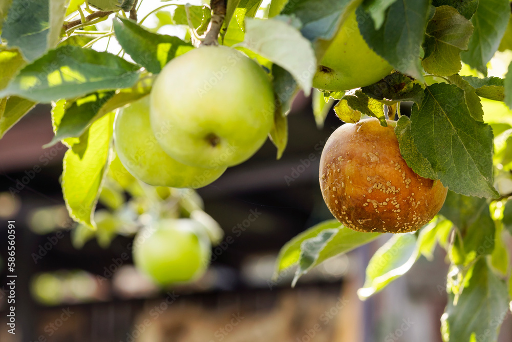 Rotten Apple on Apple Tree Branch, Monilia lax (Monilinia laxa ...