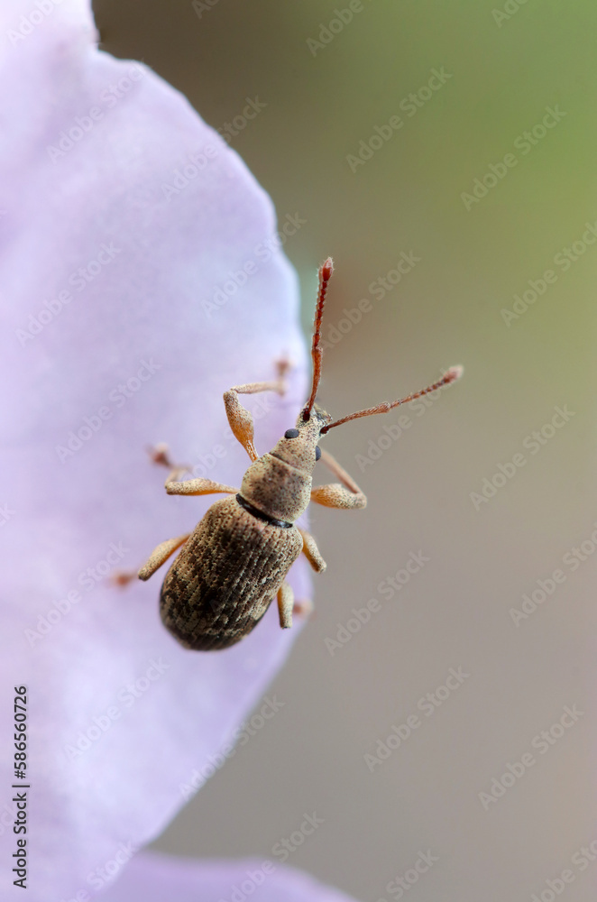 Very small weevil with a body length of about 4 to 5 mm ...