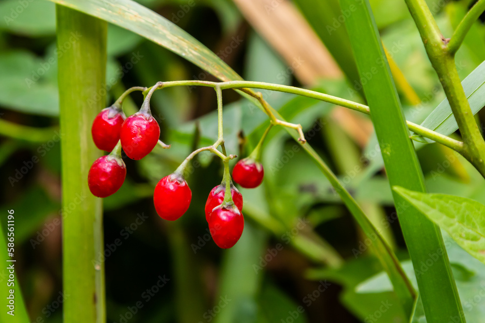 Red berries of woody nightshade, also known as bittersweet, Solanum ...