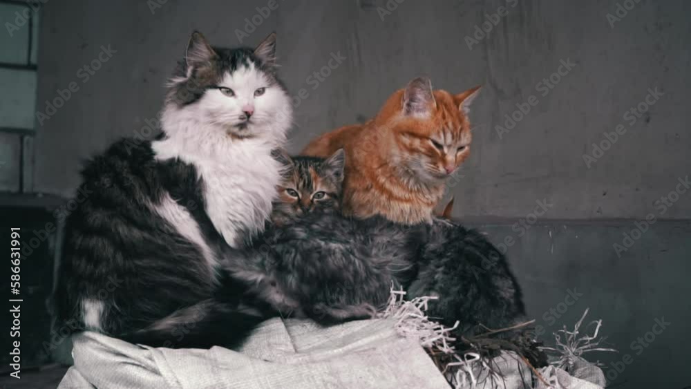 Family of poor homeless cats with kittens is basking in a pile of ...
