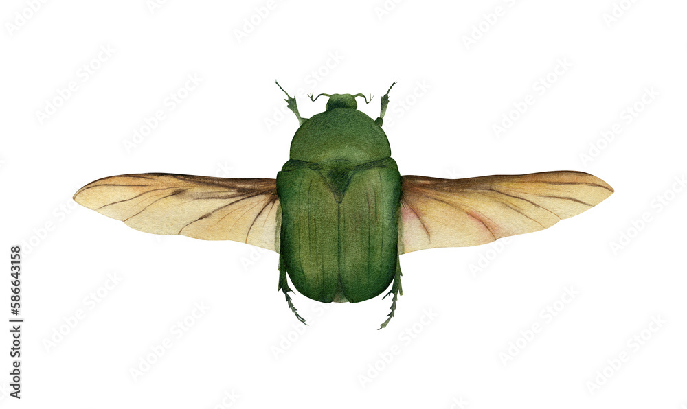 Green rose chafer beetle illustration. Hand drawn green bug with wings ...