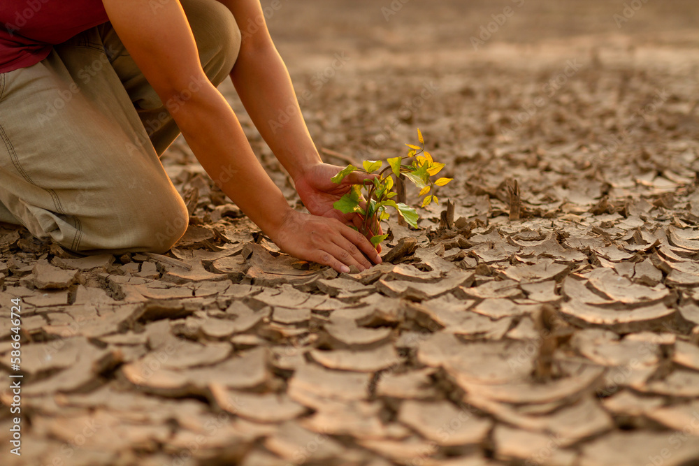 Man planting a green tree on parched soil or dry earth to recovery ...