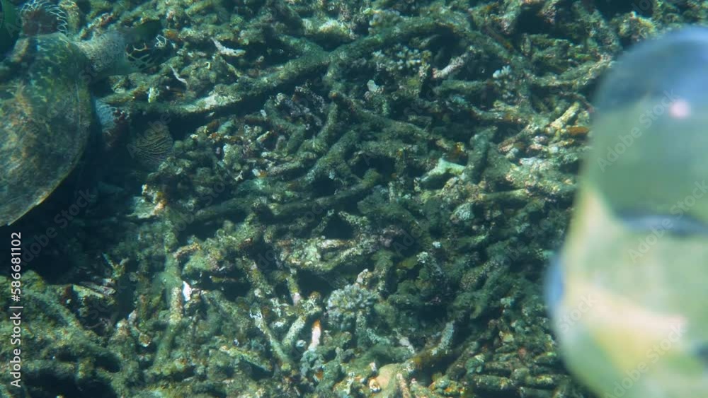 Underwater pollution, with plastic garbage including a bag and cup ...