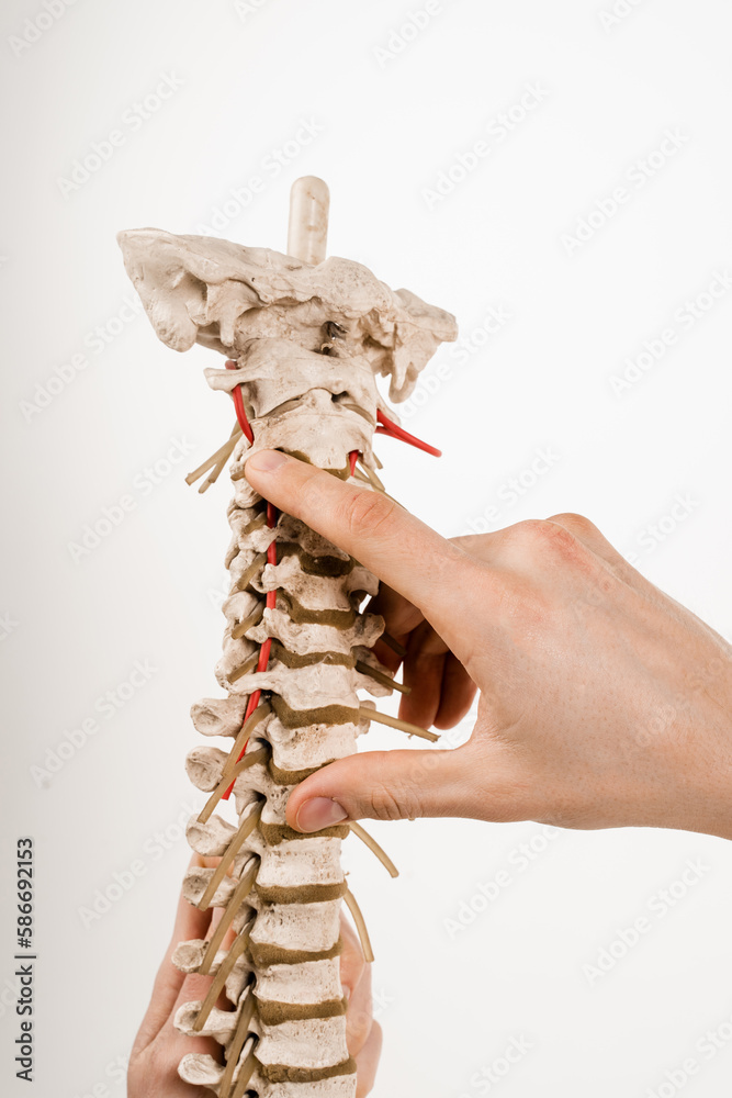Spinal column or backbone model with bones, muscles, tendons, and other ...