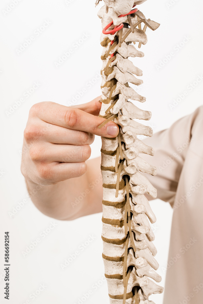 Spinal column or backbone model with bones, muscles, tendons, and other ...