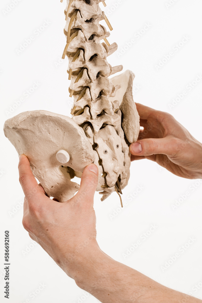 Spinal column encloses the spinal cord and fluid surrounding spinal ...