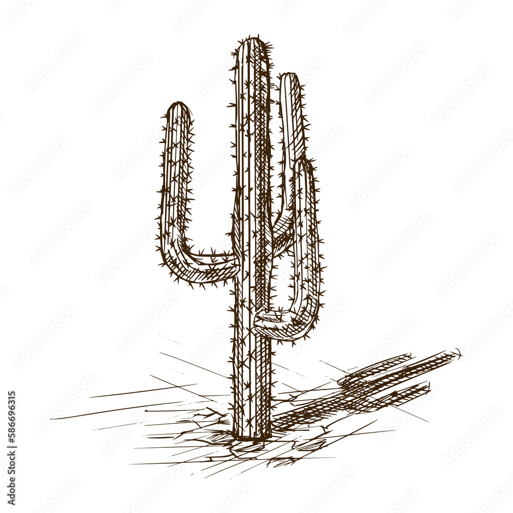 Cactus hand drawn sketch style PNG illustration with transparent ...