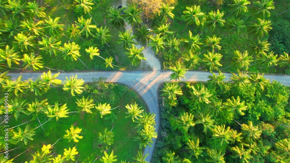 Video Stock The coconut groves that surround the roads in Koh Samui ...