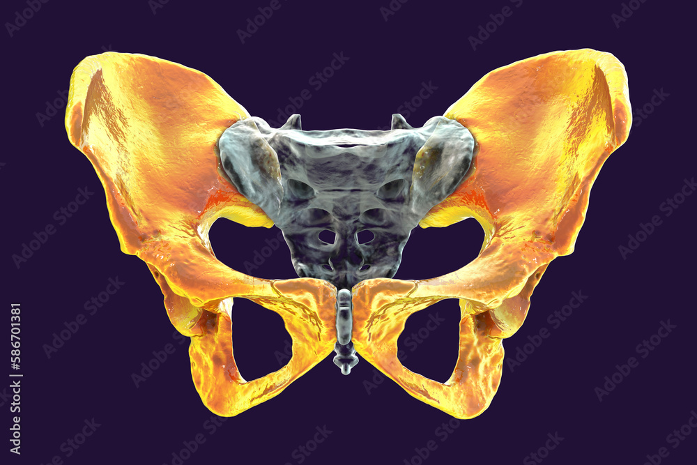 Anatomy of the coxal bones, showcasing their intricate details and ...