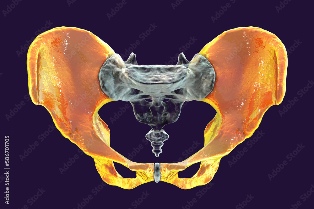 Anatomy of the coxal bones, showcasing their intricate details and ...