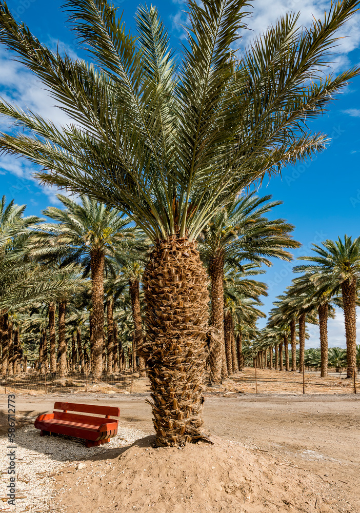 Plantation of date palms for healthy and GMO free food production. Date ...