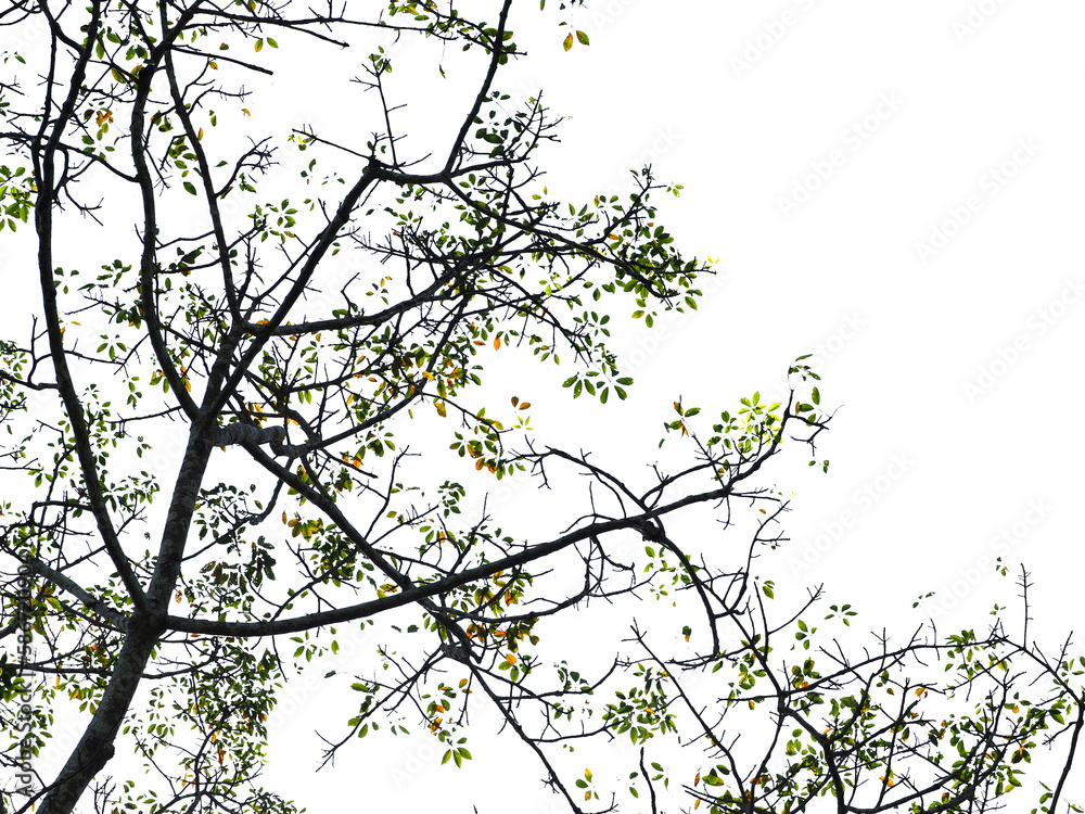 tree branches on a transparent background For decorating projects ...