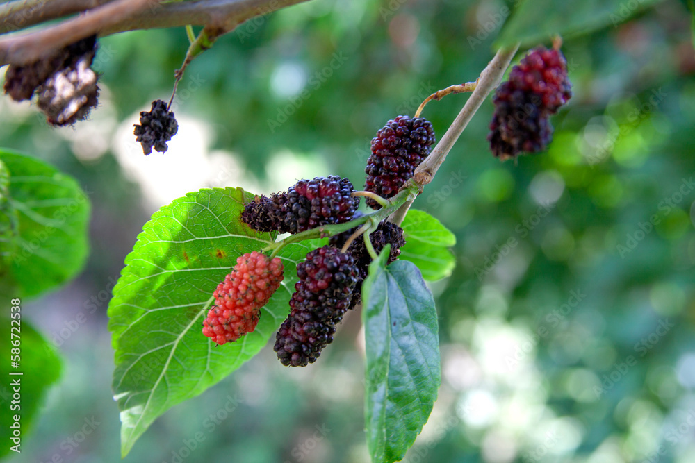 Foto de The fruit of black mulberry - mulberry tree do Stock | Adobe Stock
