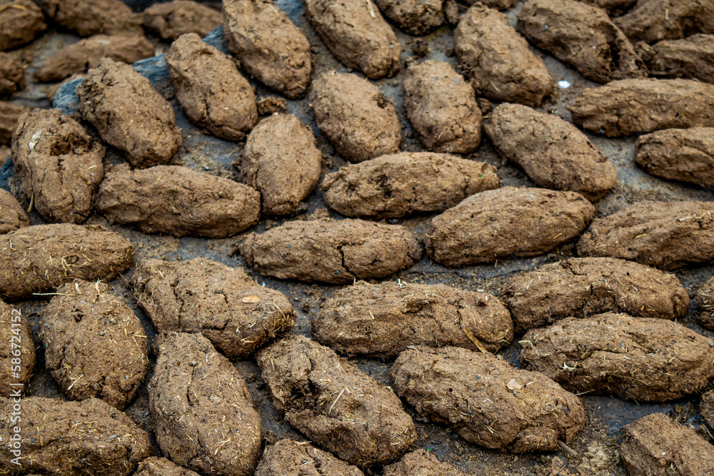 Oval shapedbio fuel made of cow dung in rural area of India to use a ...