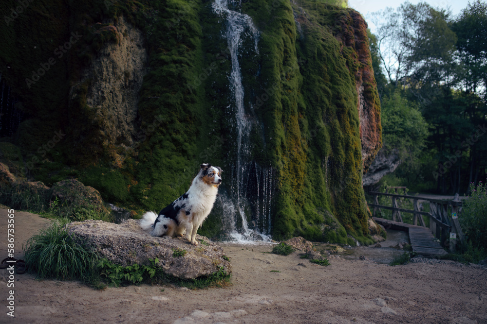 dog at the waterfall. marble australian shepherd on a stone in nature ...