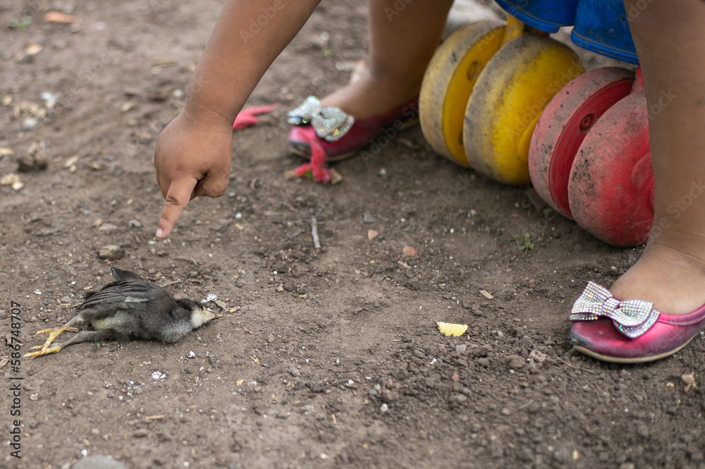 Pollo muerto sobre tierra señalado por mano de niña Stock Photo | Adobe ...